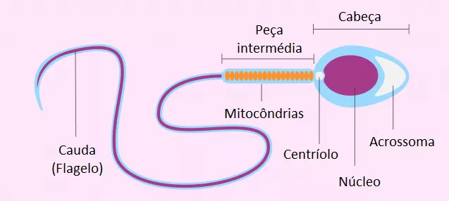 Espermatozóide: como se forma e se desenvolve